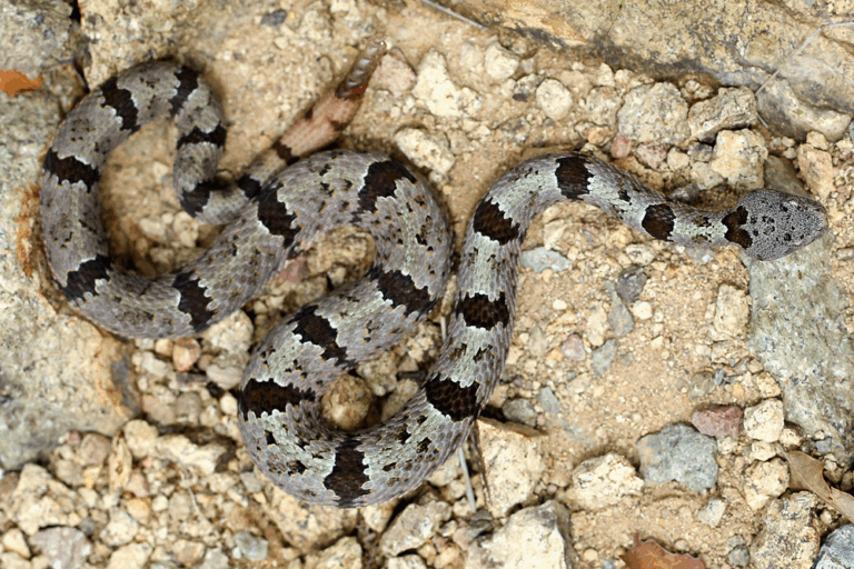 Venomous Snakes of Texas: Identification, Behavior, Range, Safety ...