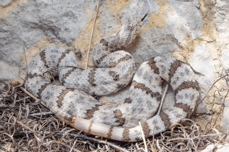 Venomous Snakes of Texas: Identification, Behavior, Range, Safety ...