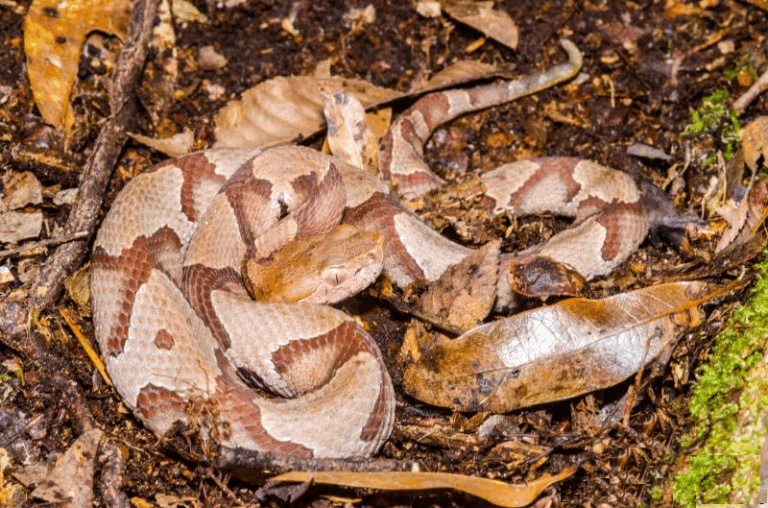 Venomous Snakes of Texas: Identification, Behavior, Range, Safety ...