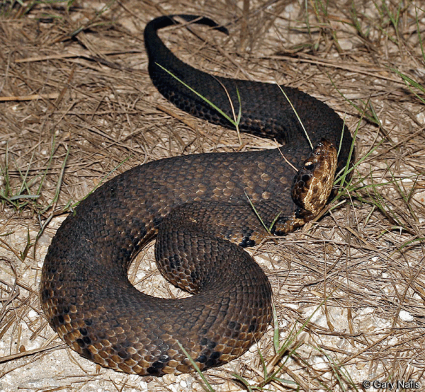 Venomous Snakes of Texas: Identification, Behavior, Range, Safety ...